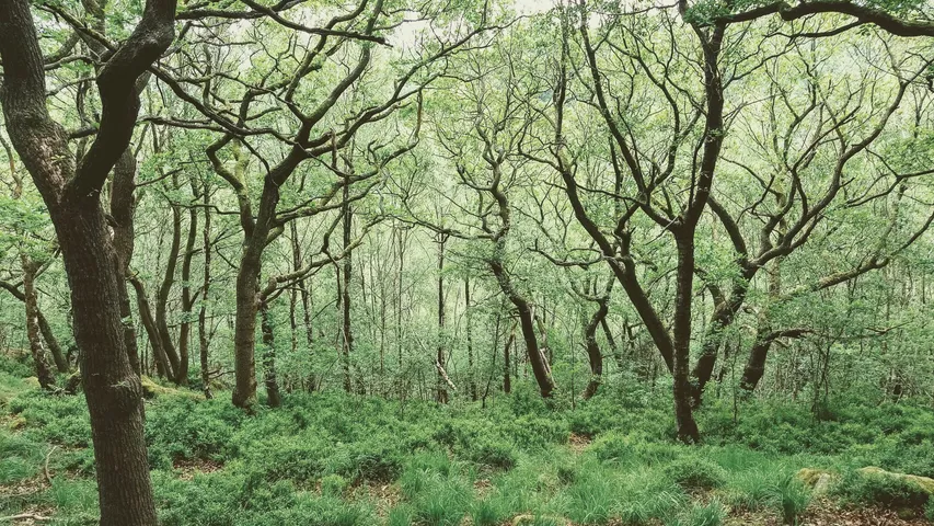 Moors The Merrier 2025 - 21 Mile